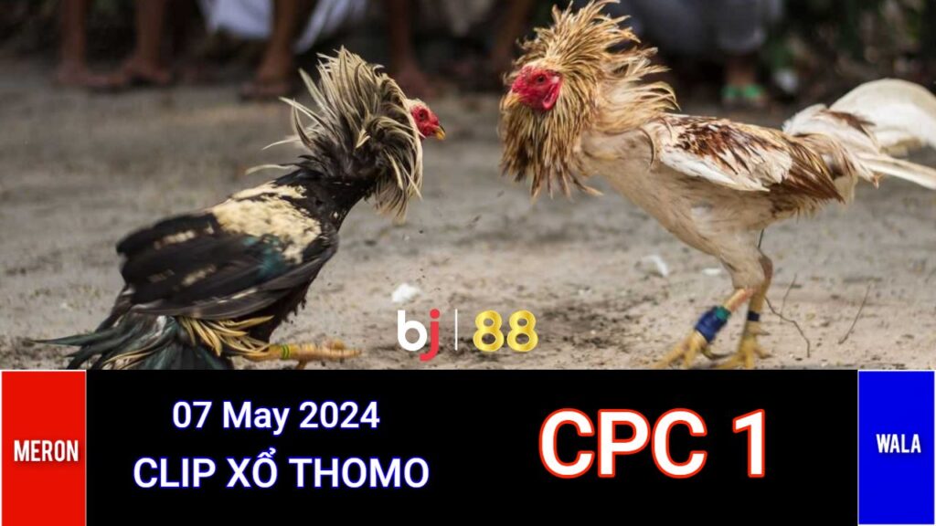 Xem Đá Gà Thomo CPC3 Campuchia Ngày 15/04/2024 – Trực Tiếp và Tổng Hợp - Đá Gà Trực Tiếp