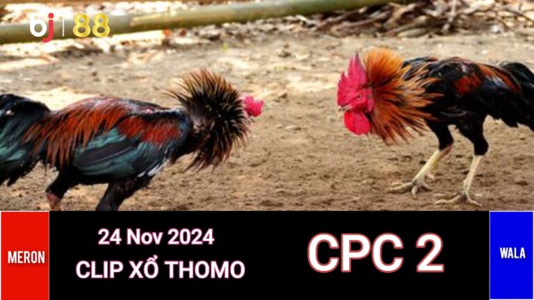 Daga88: 88daga: Trực Tiếp Đá Gà Thomo Hôm Nay