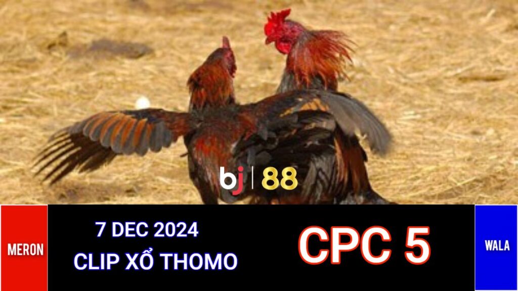 Daga88: 88daga: Trực Tiếp Đá Gà Thomo Hôm Nay