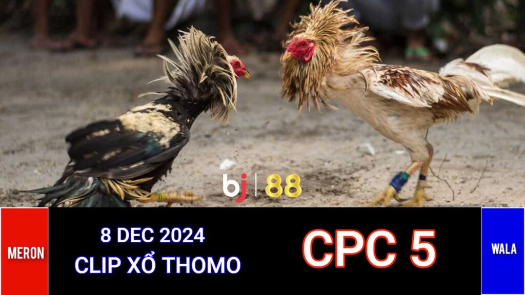 Daga88: 88daga: Trực Tiếp Đá Gà Thomo Hôm Nay